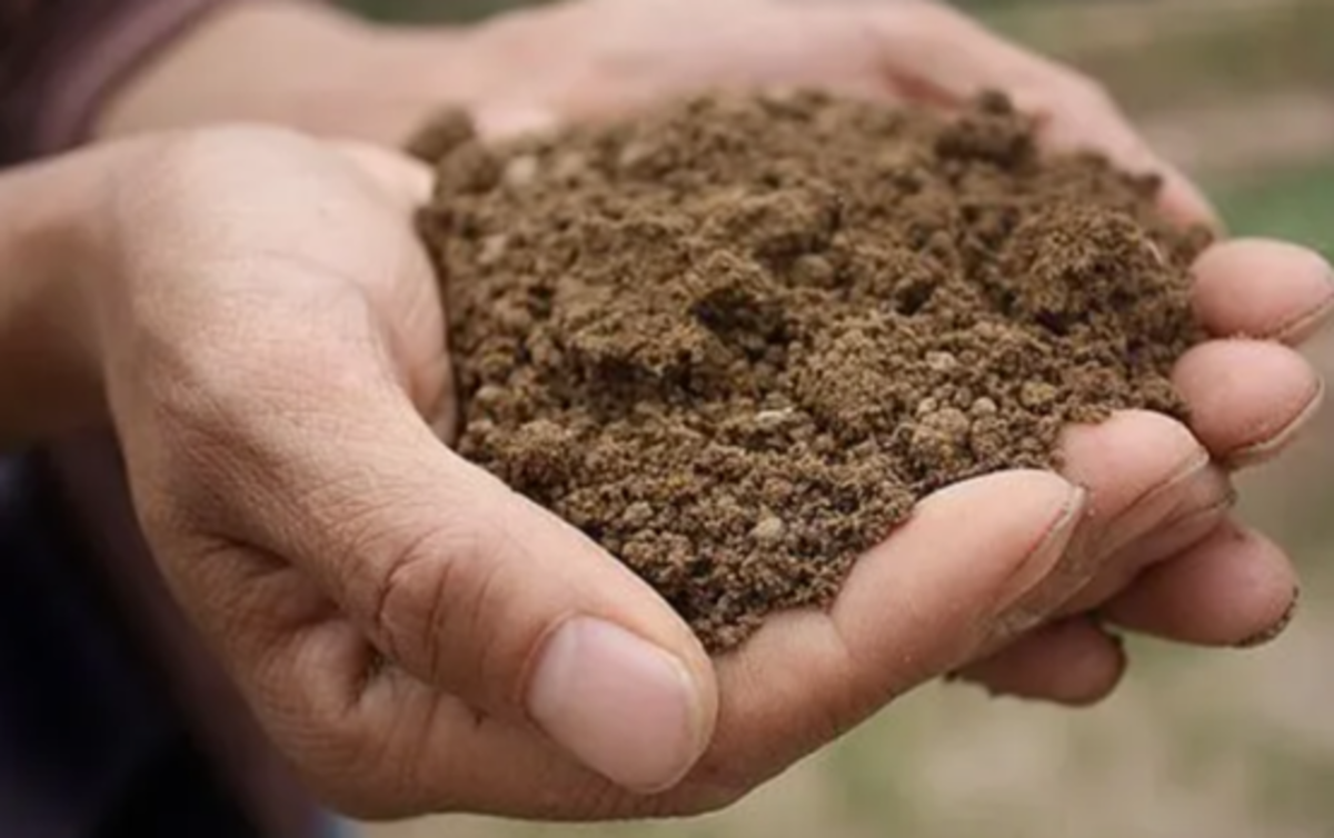 Is the Soil Made up of Hundreds of Billions of Decaying Human Bodies ...