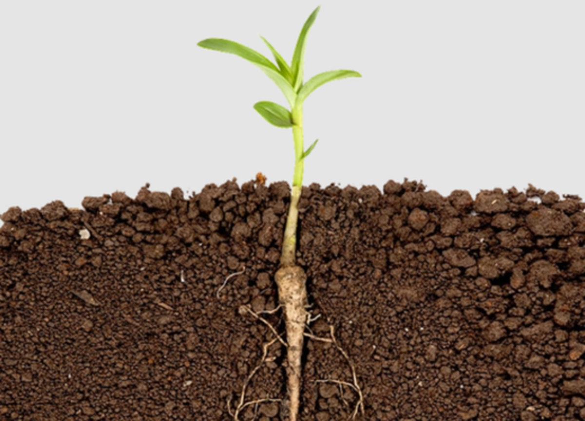 Is the Soil Made up of Hundreds of Billions of Decaying Human Bodies ...