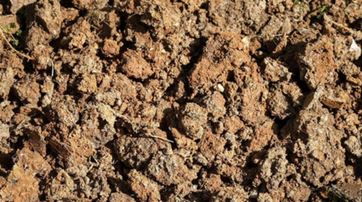 Is the Soil Made up of Hundreds of Billions of Decaying Human Bodies ...