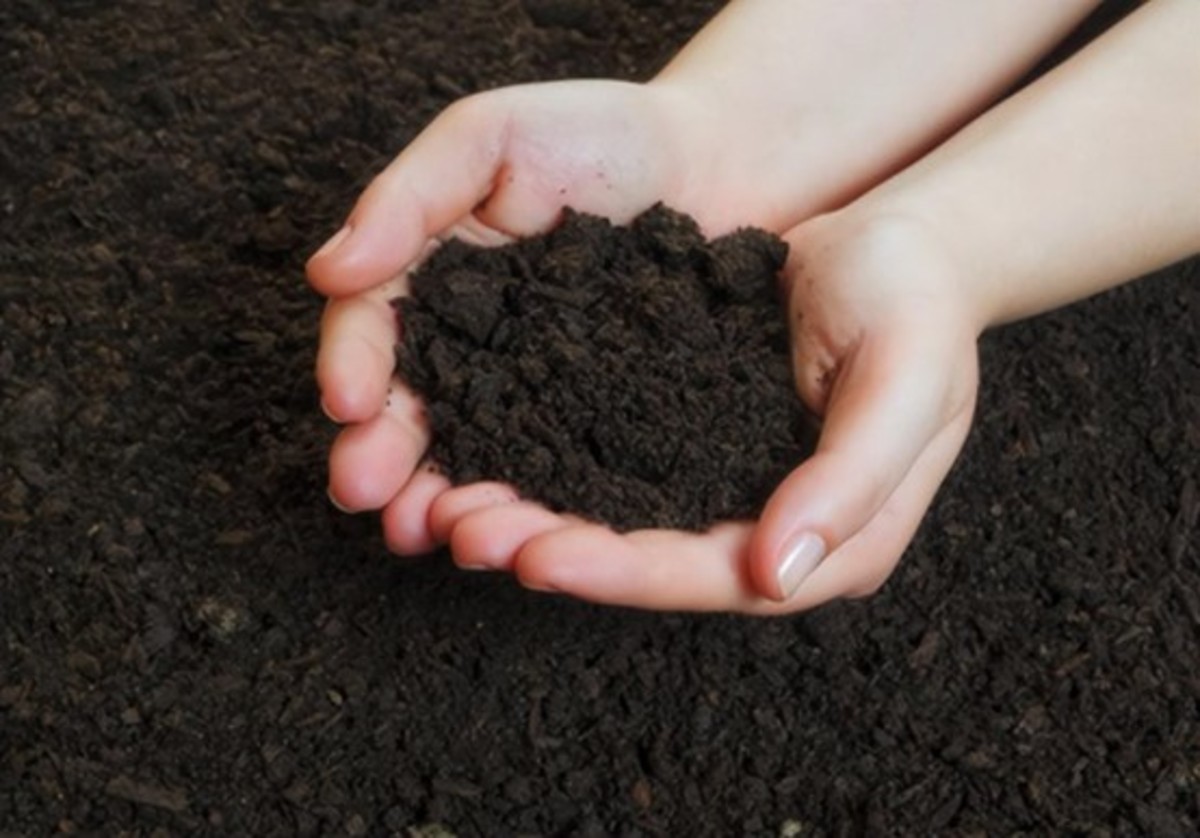 Is the Soil Made up of Hundreds of Billions of Decaying Human Bodies ...