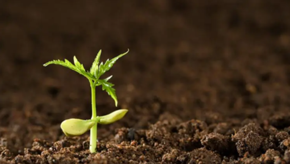 Is the Soil Made up of Hundreds of Billions of Decaying Human Bodies ...