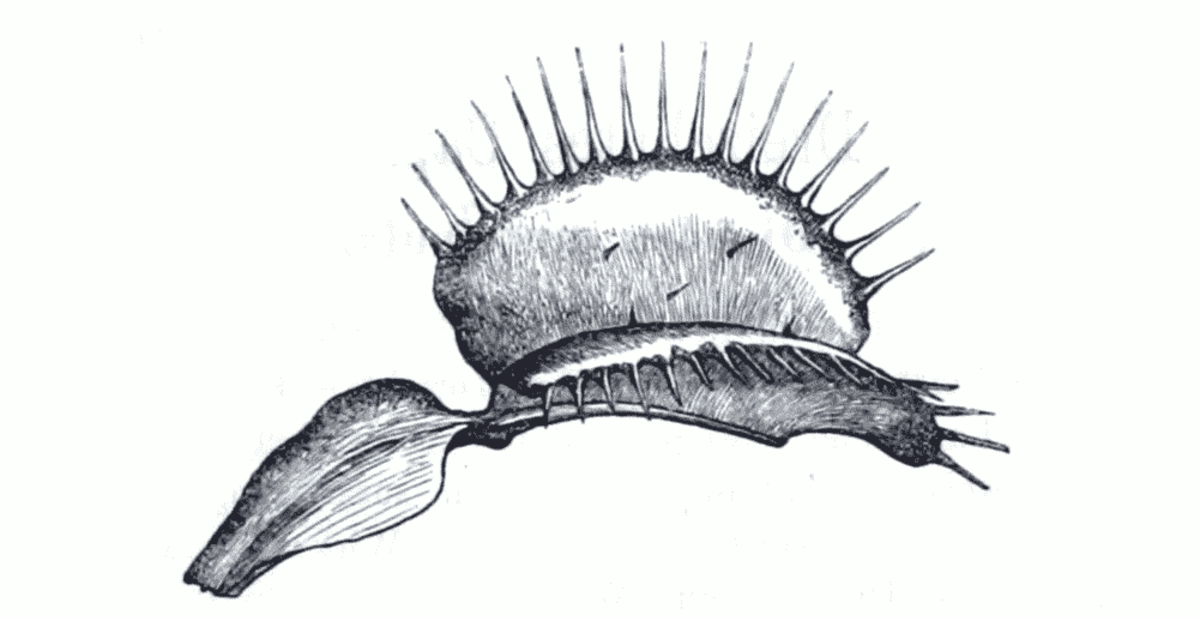 "Evil Roots: Killer Tales of the Botanical Gothic" edited by Daisy ...