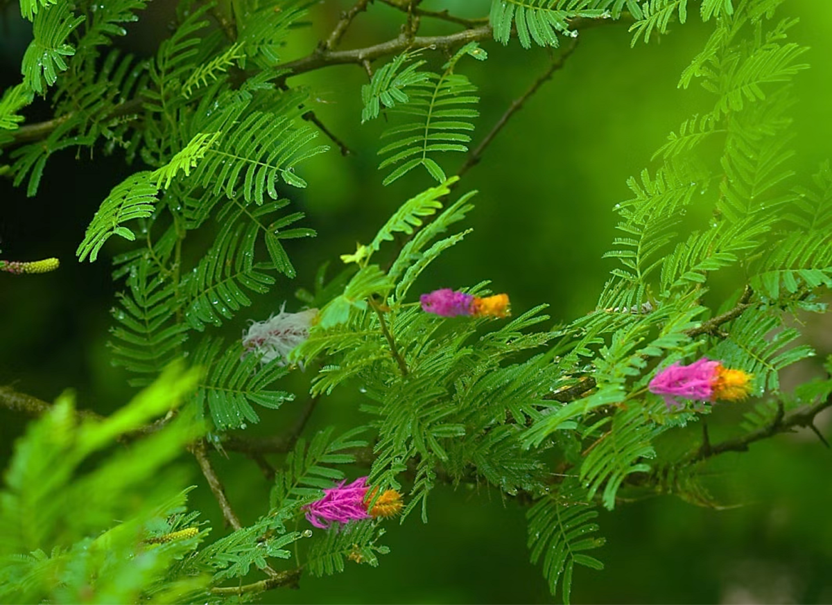 5 Sacred Trees That Are Worshiped in India - HubPages