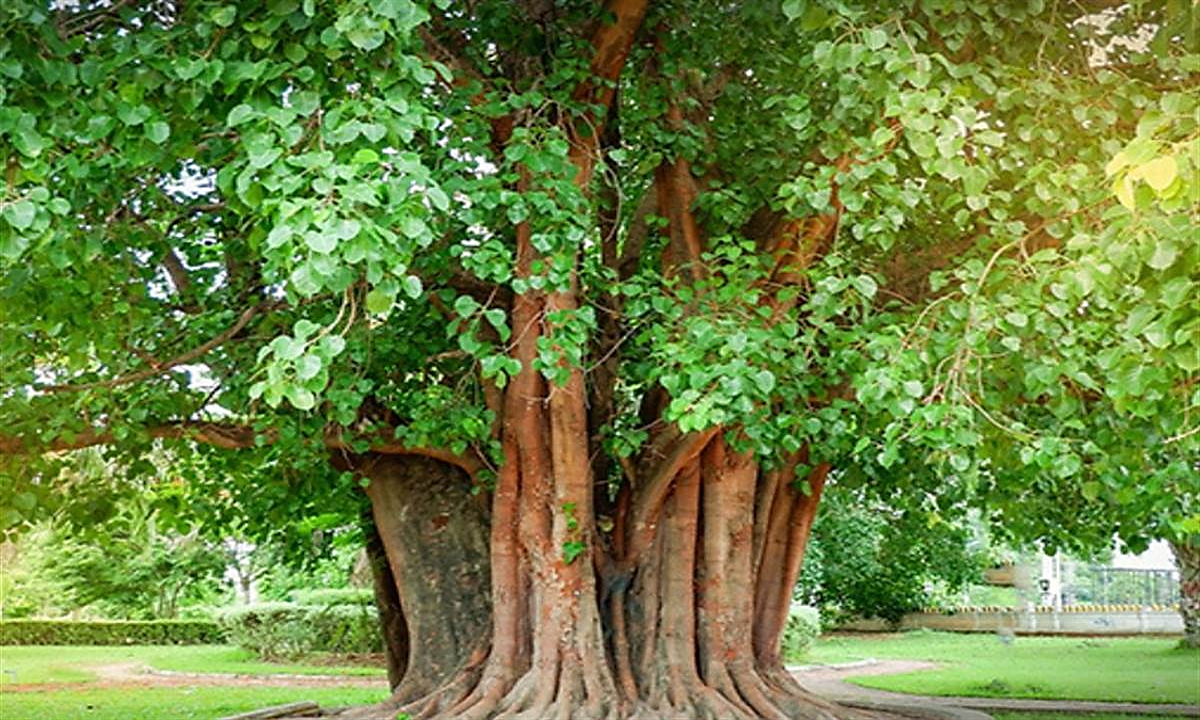 5 Sacred Trees That Are Worshiped in India - HubPages