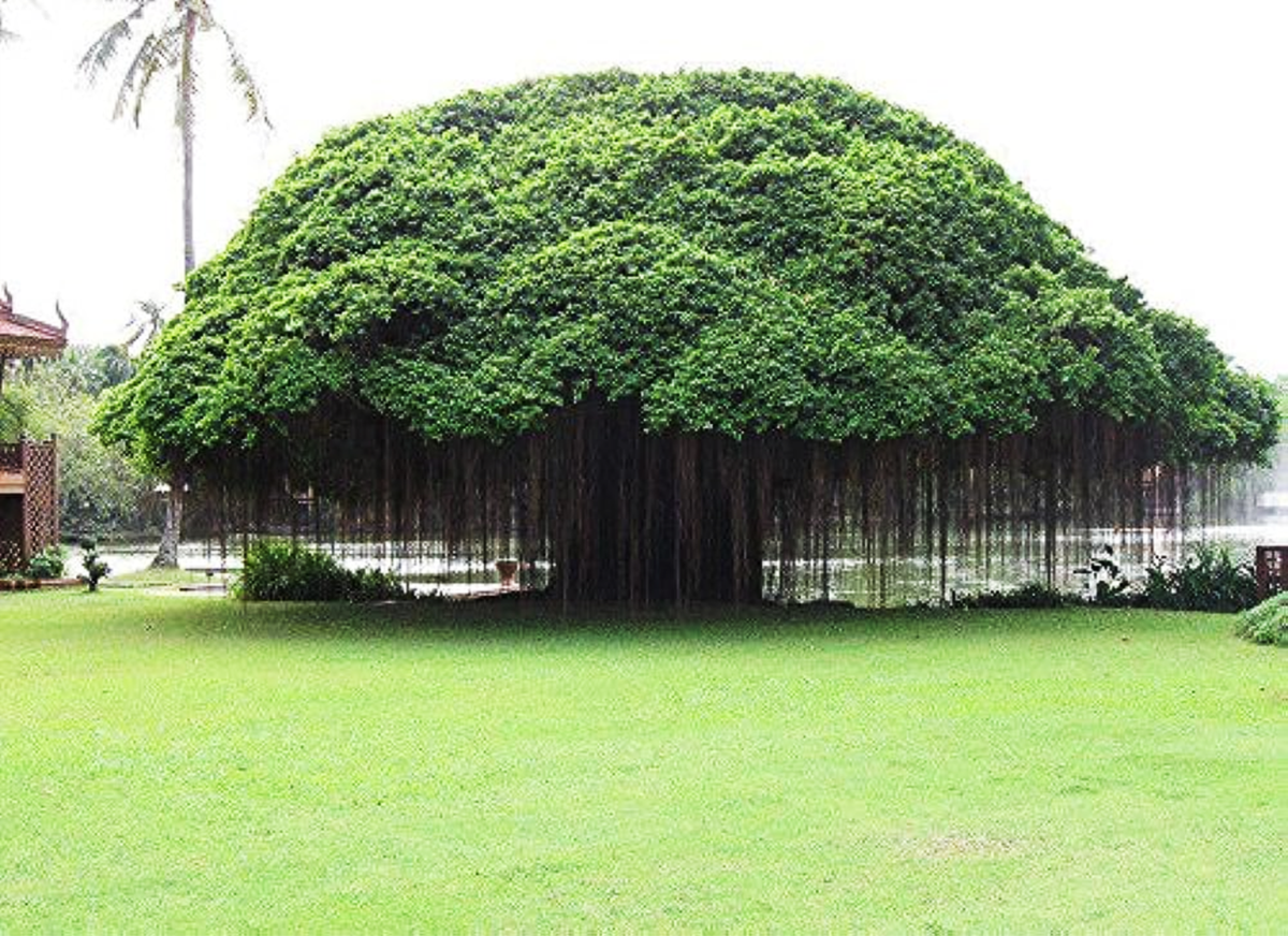 5 Sacred Trees That Are Worshiped in India - HubPages