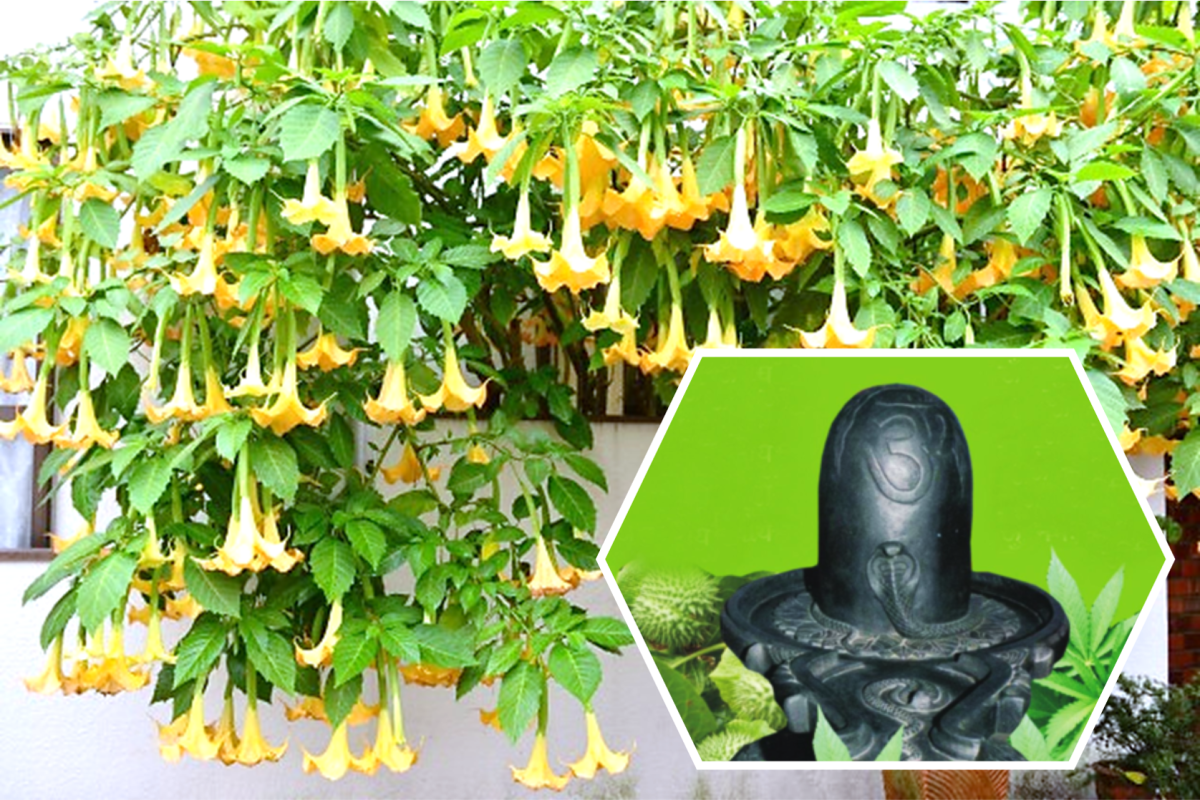 12 Sacred Trees In India That Have Religious Significance In Hinduism ...