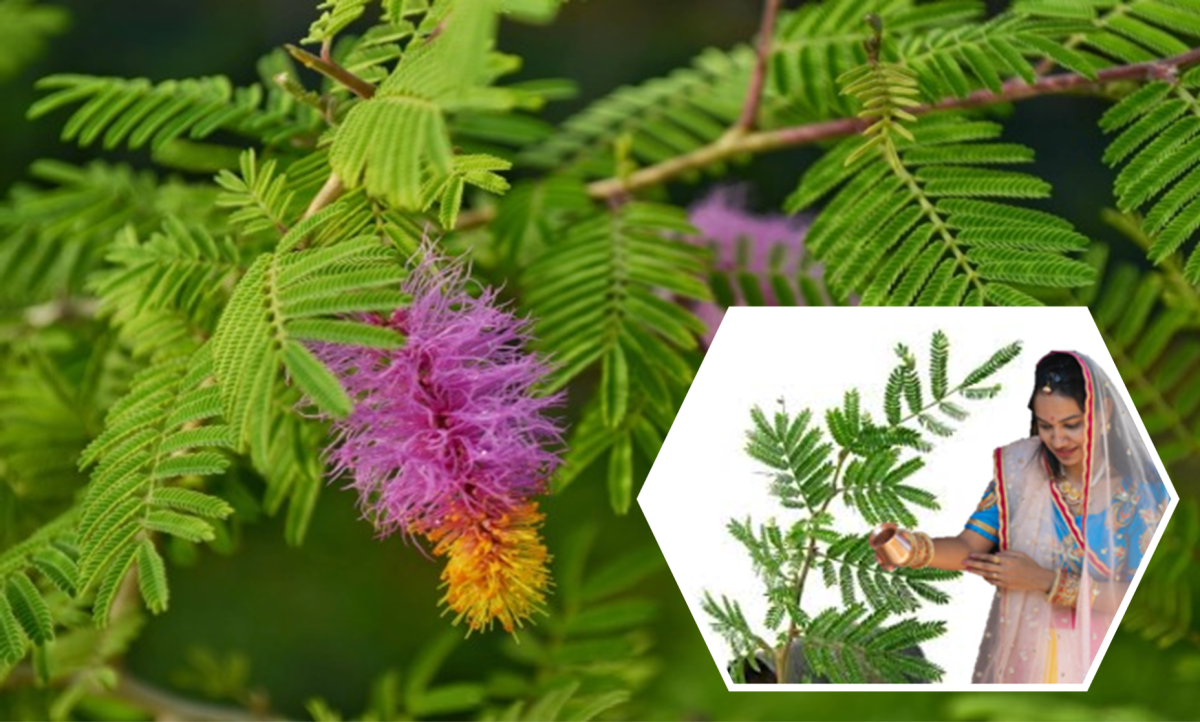 12 Sacred Trees In India That Have Religious Significance In Hinduism ...