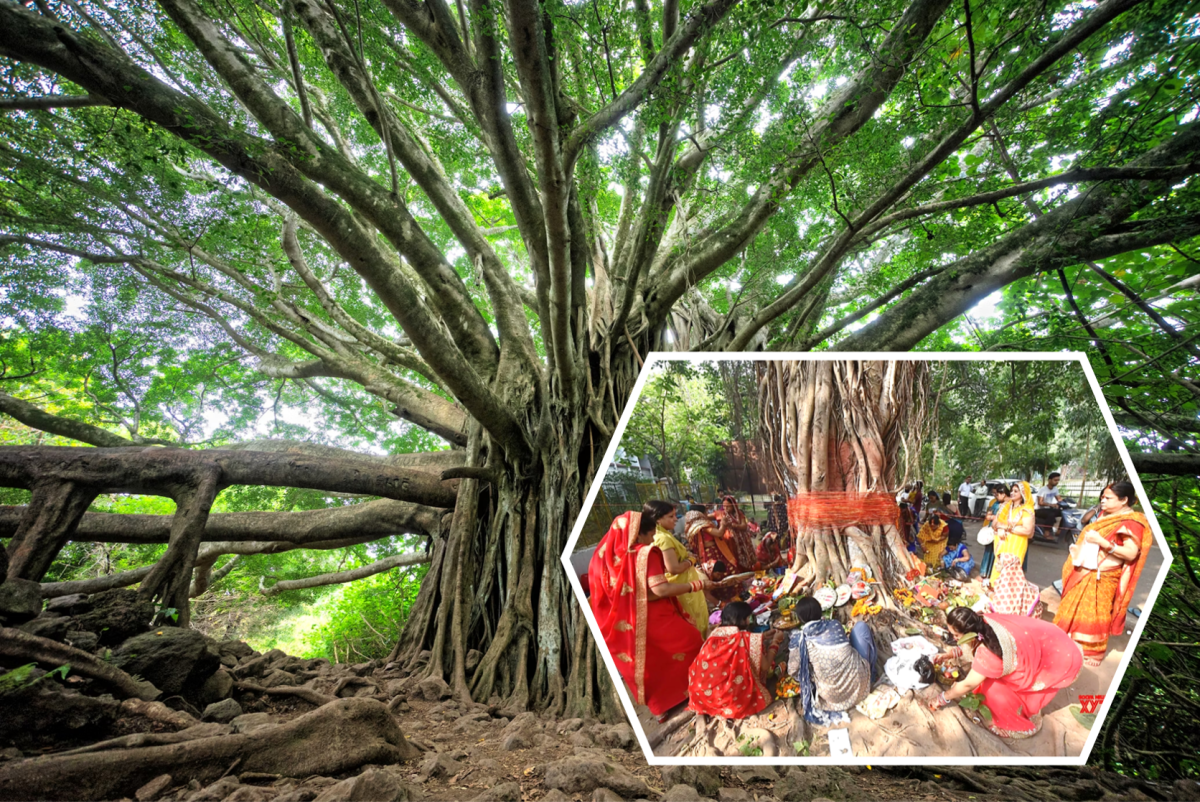 12 Sacred Trees In India That Have Religious Significance In Hinduism ...