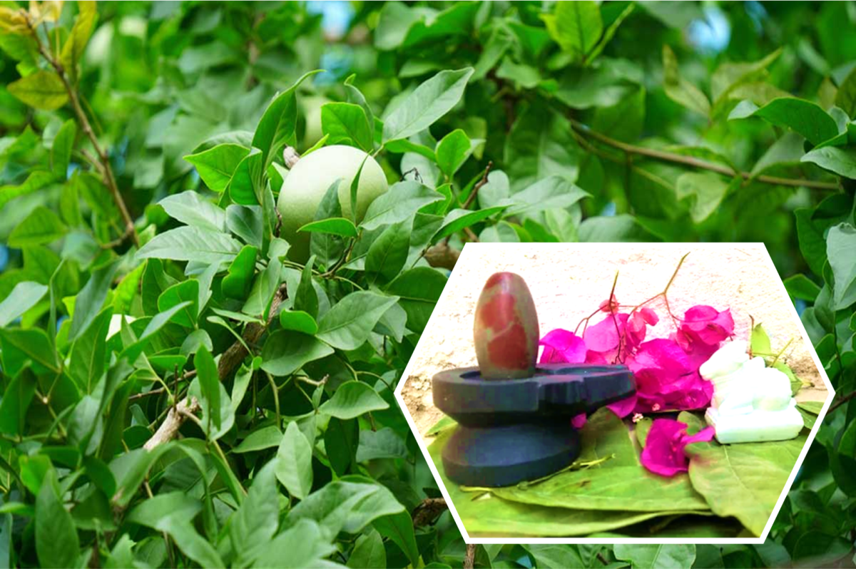 12 Sacred Trees In India That Have Religious Significance In Hinduism ...