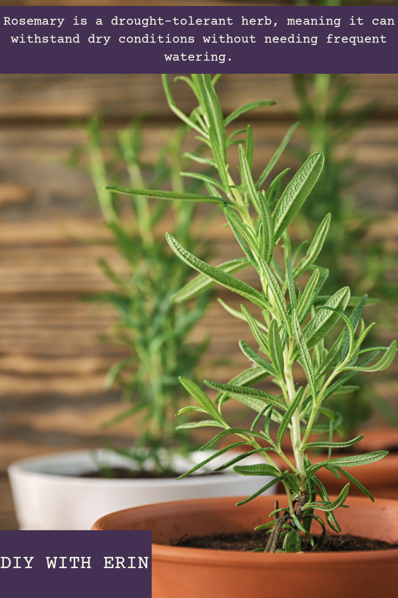 Rosemary 101: Tips for Planting and Nurturing This Fragrant Herb - HubPages
