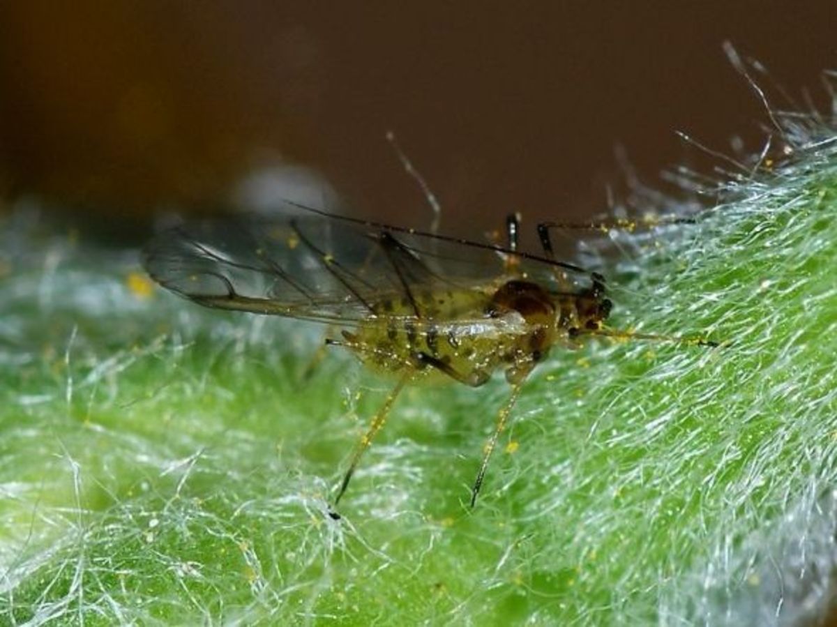 Biological Control of the Cabbage Aphid - HubPages