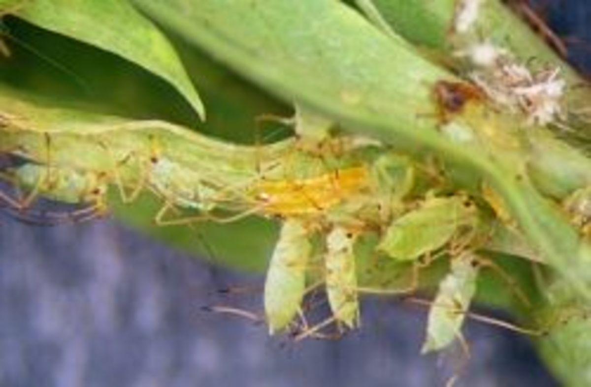 Biological Control of the Cabbage Aphid - HubPages