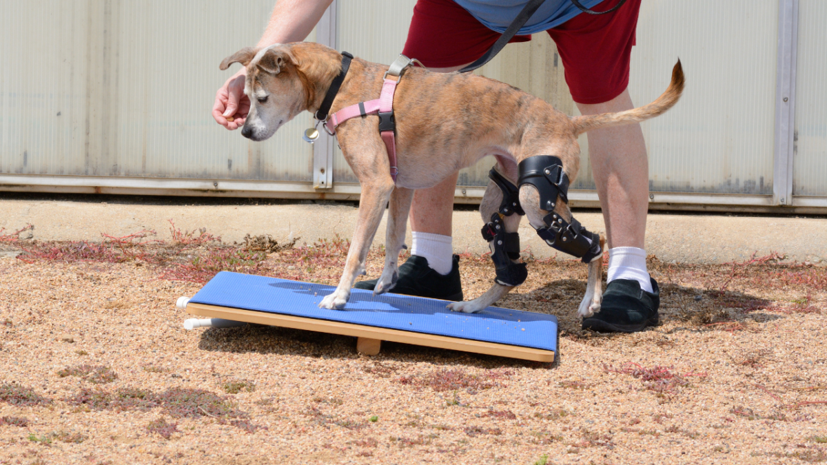 8 Torn ACL Surgery Options for Dogs - HubPages