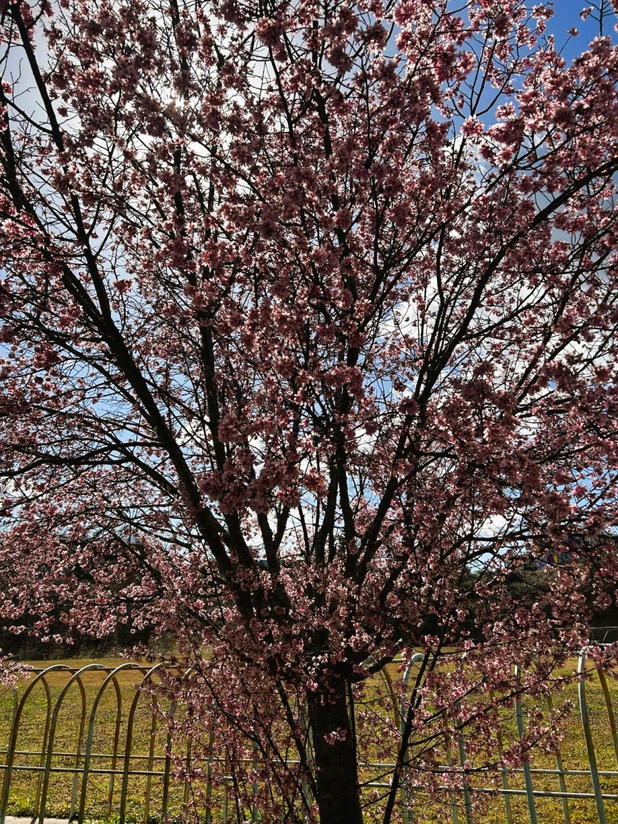 Spring Is Coming (Atlanta 2024) - HubPages