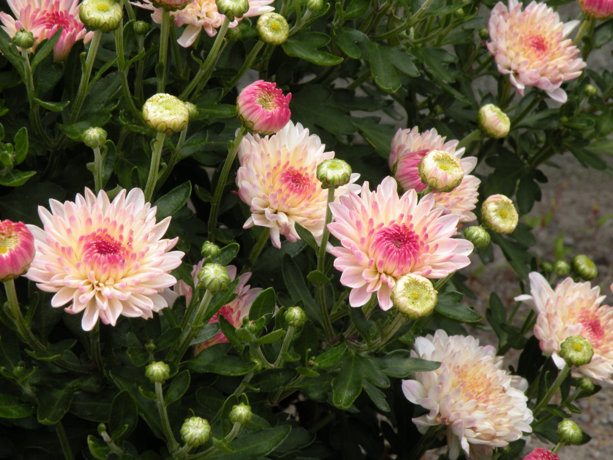 Summer Flowers Photos from My North Carolina Garden - HubPages