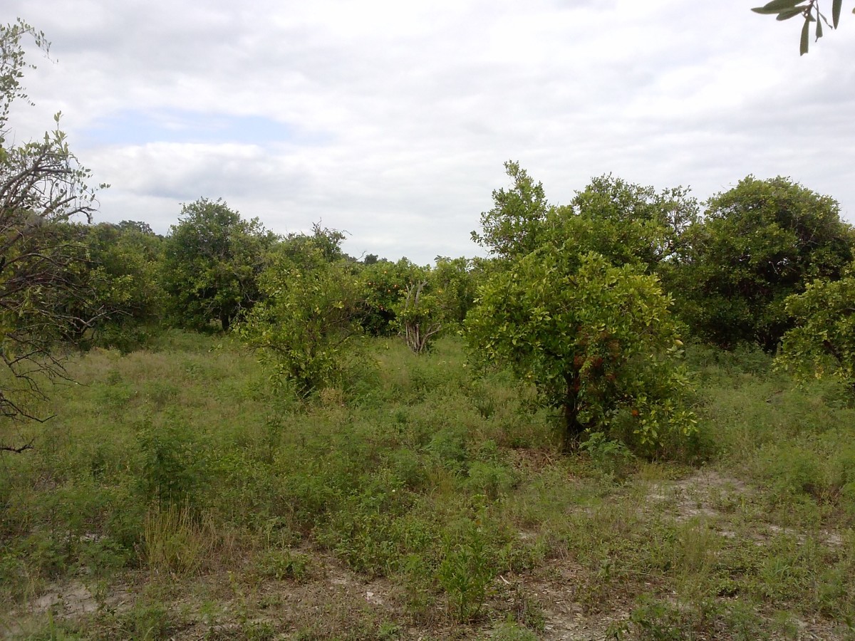 Welcome To Historic Carney Island! - HubPages