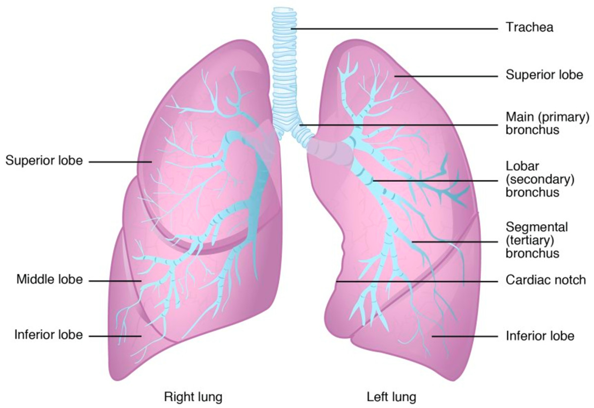 The Respiratory System: Anatomy and Physiology - Owlcation