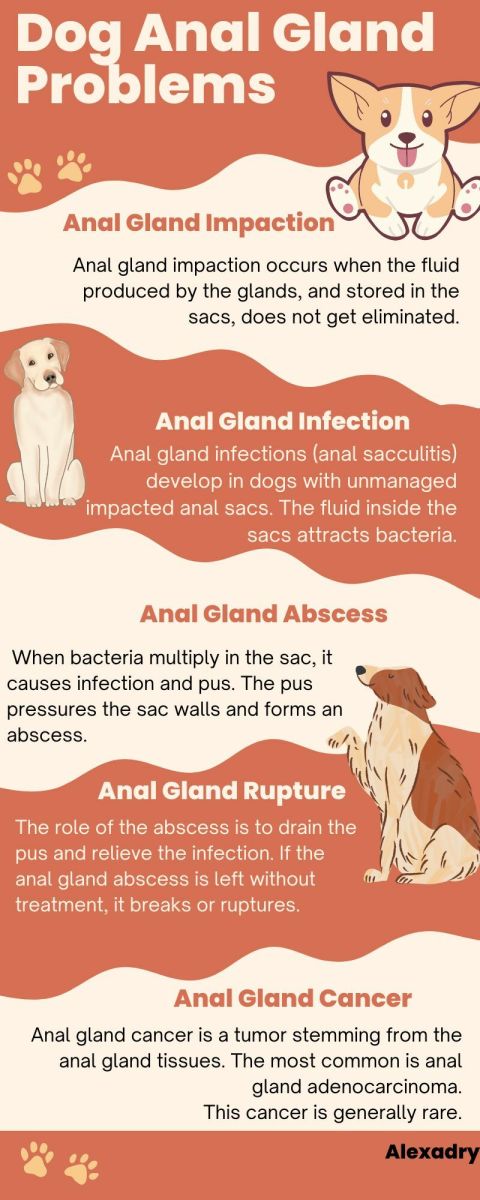 Why Do Dogs Have Anal Glands? Functions and Common Problems - HubPages