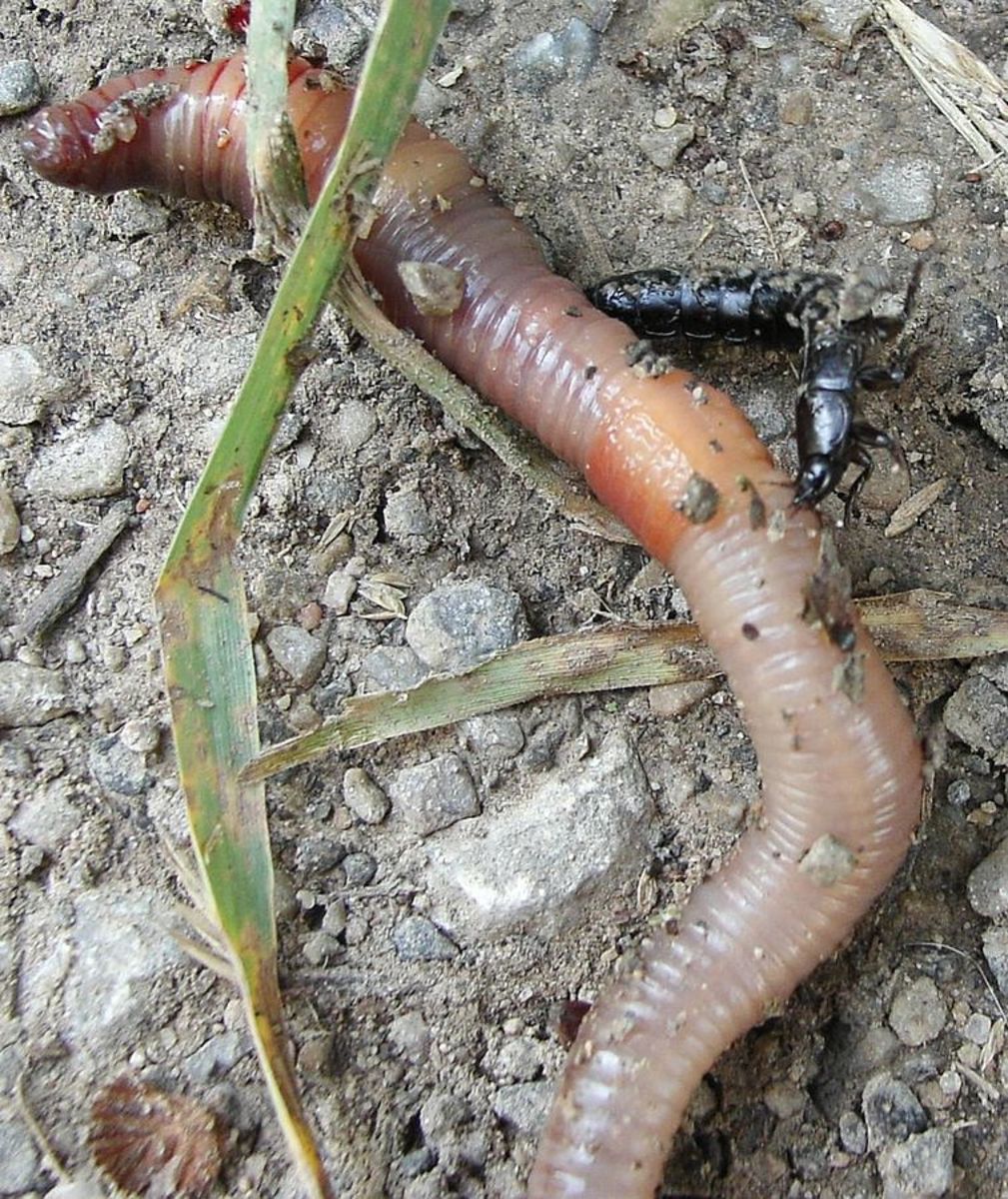 I Dig Redworms, so Deal With it - HubPages