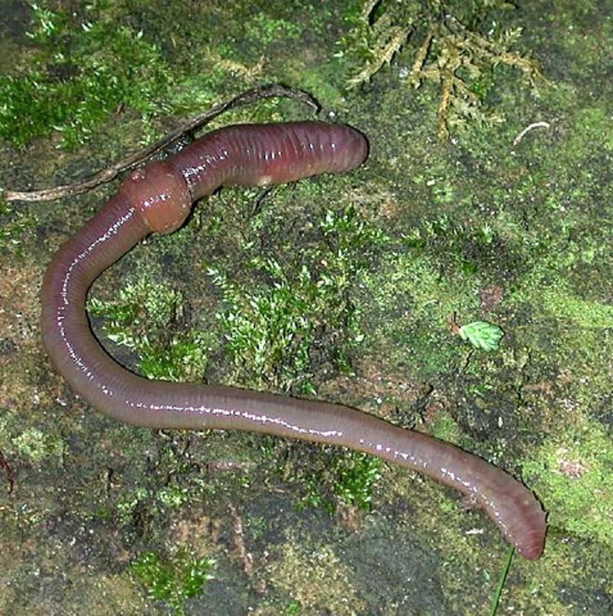 I Dig Redworms, so Deal With it - HubPages