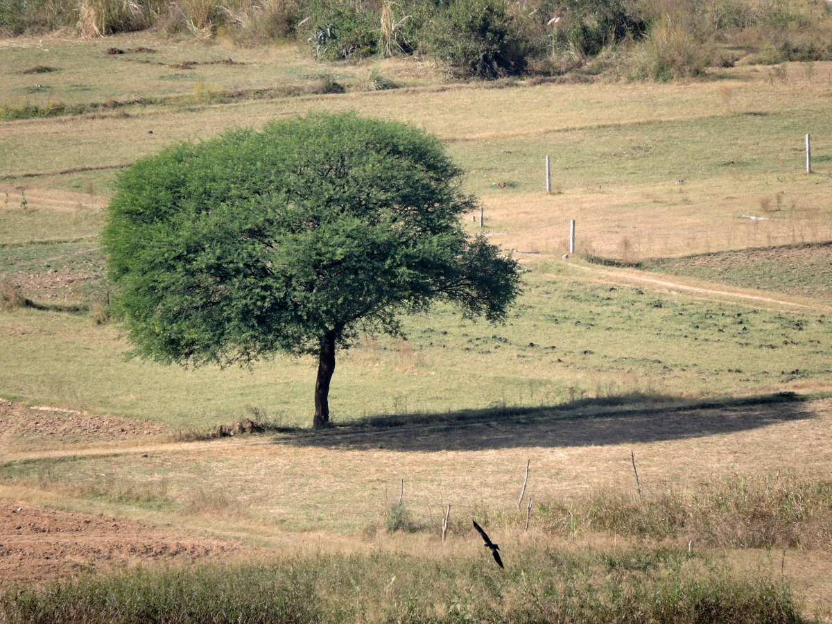 20 Trees Name in Hindi for English Readers - HubPages