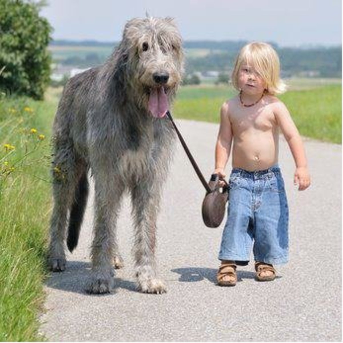 Dog Tales, and What Humans Can Learn from Them - HubPages