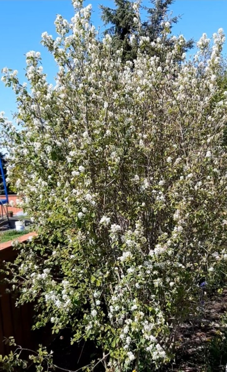 The Saskatoon Berry: Superfood Sensation - Delishably
