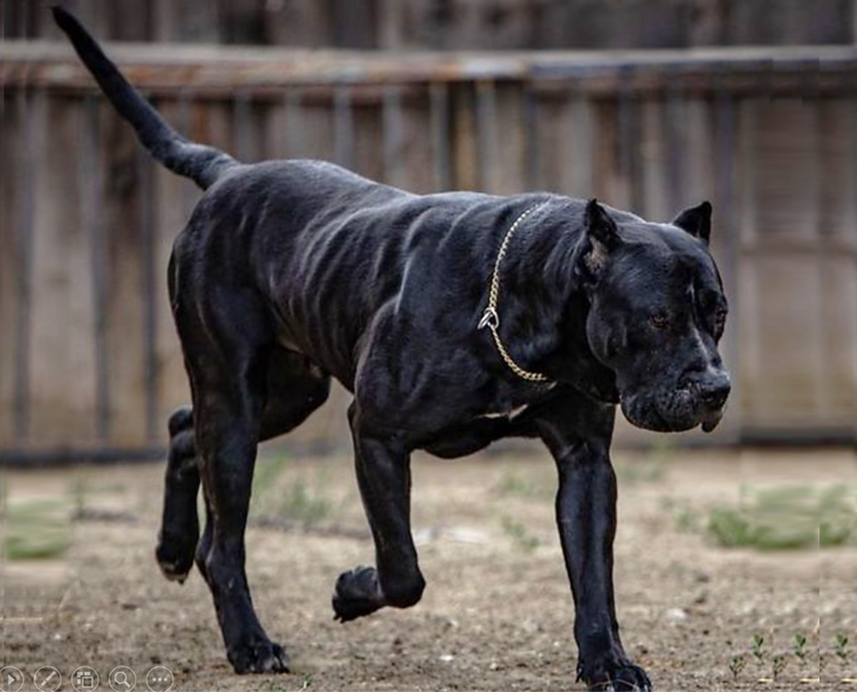 Top 15 Muscular Dog Breeds - HubPages