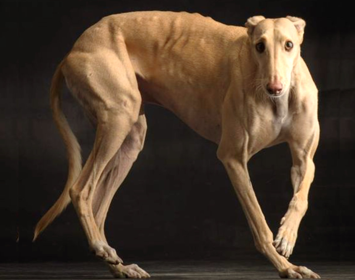 Top 15 Muscular Dog Breeds - HubPages