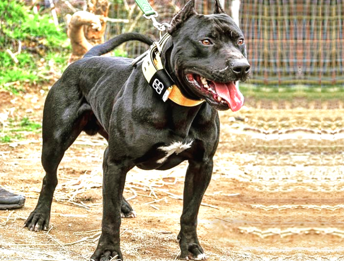 Top 15 Muscular Dog Breeds - HubPages