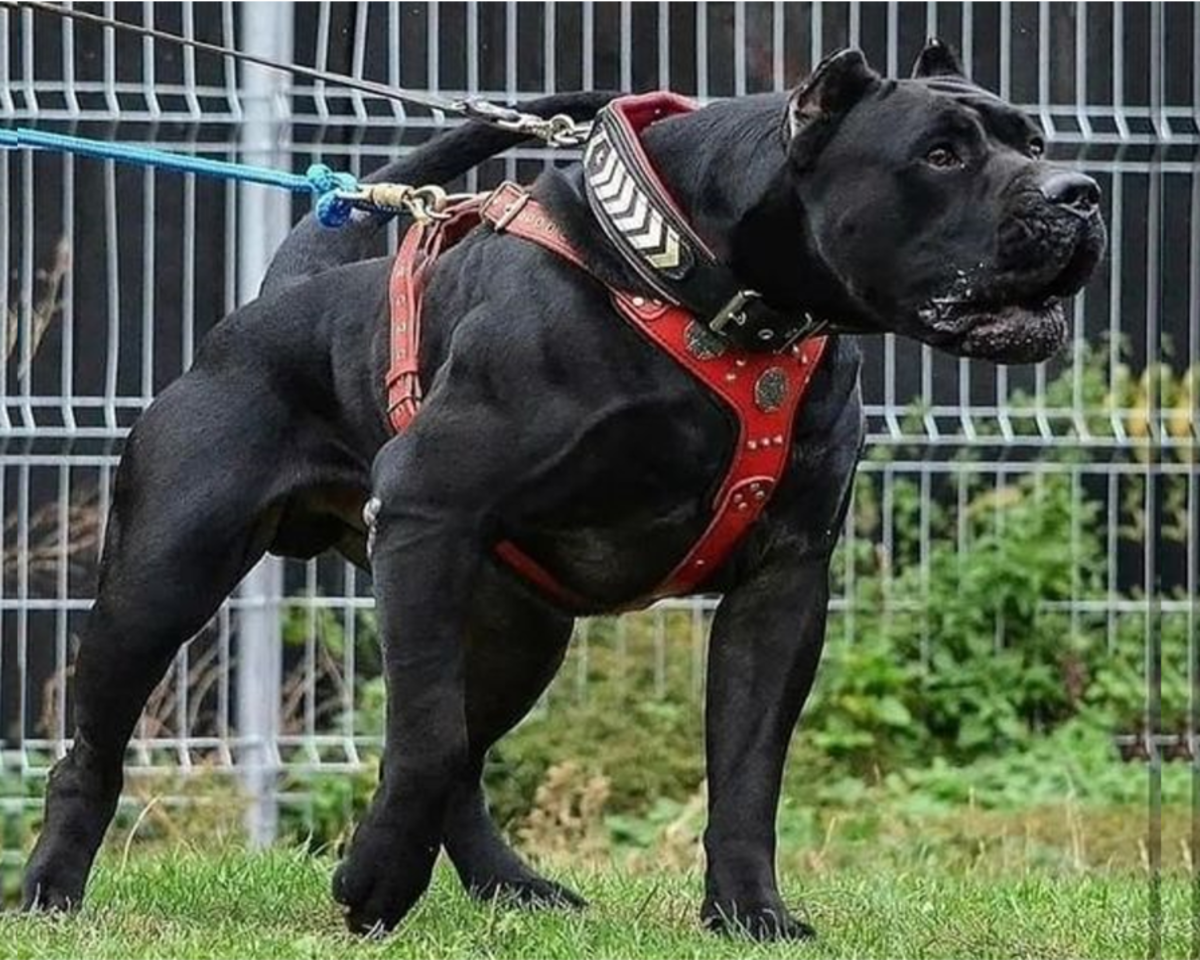 Top 15 Muscular Dog Breeds - HubPages