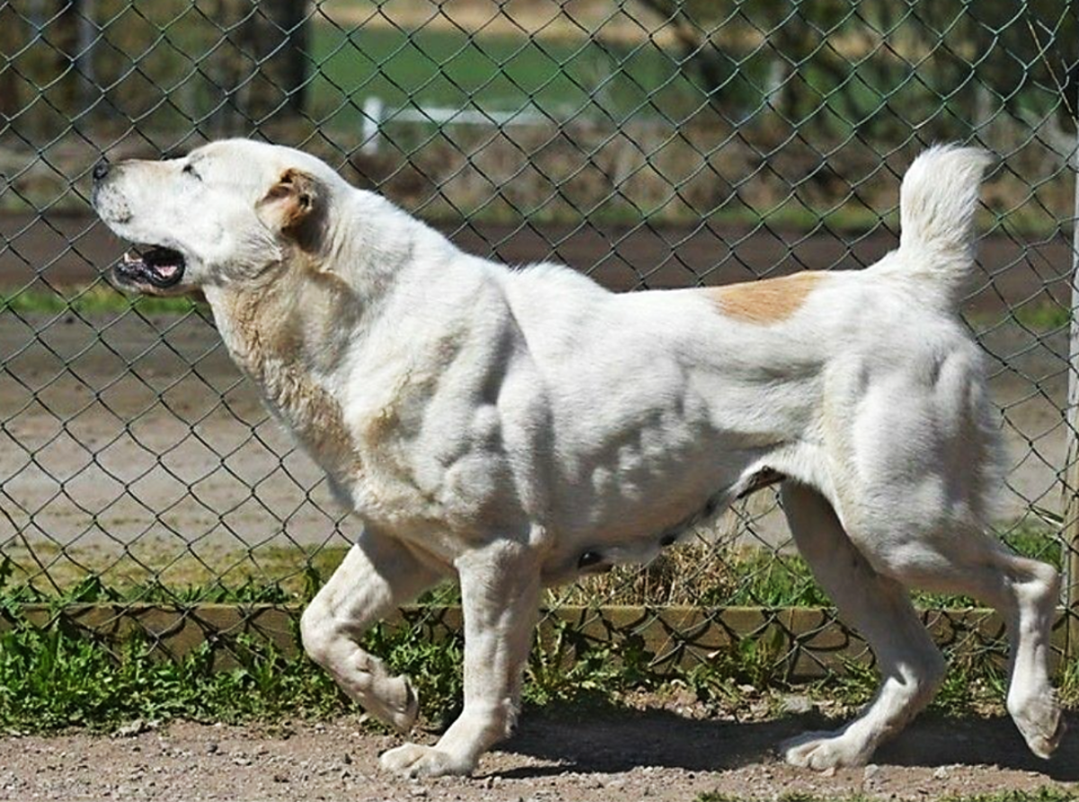Top 15 Muscular Dog Breeds - HubPages