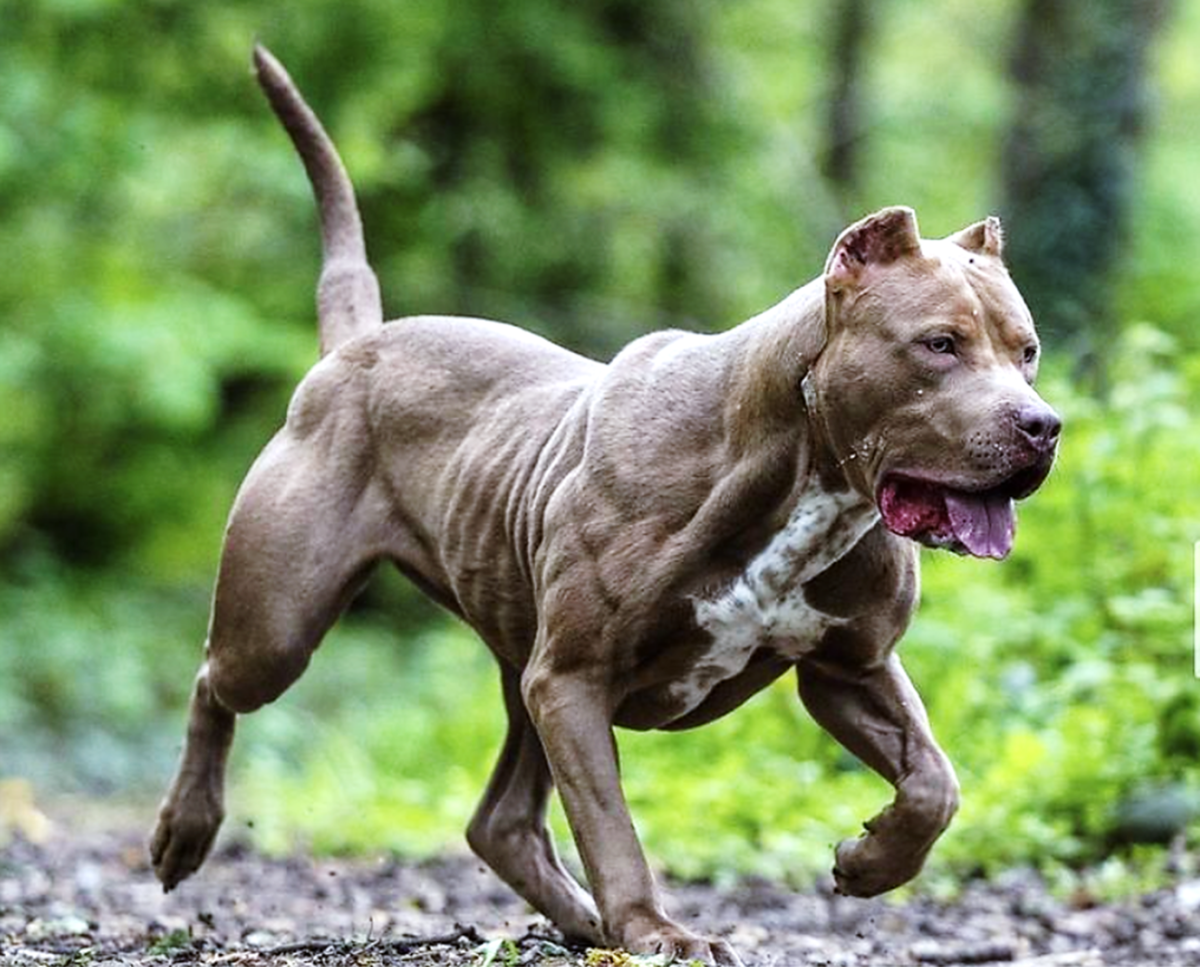 Top 15 Muscular Dog Breeds - HubPages
