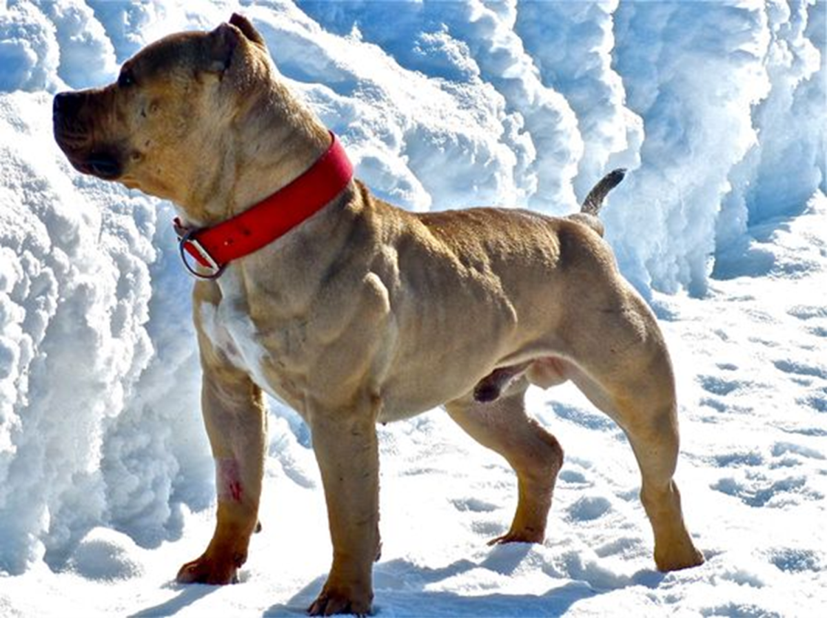 Top 15 Muscular Dog Breeds - HubPages