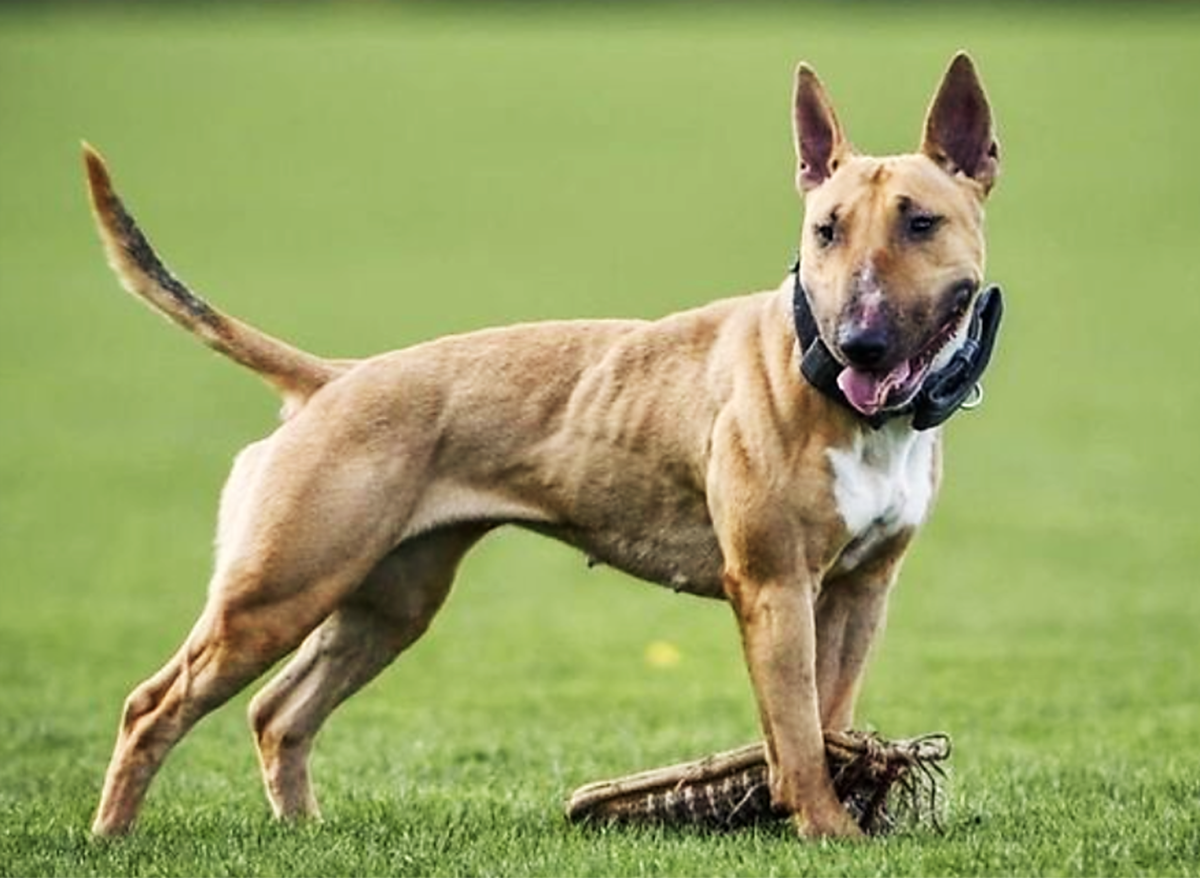 Top 15 Muscular Dog Breeds - HubPages