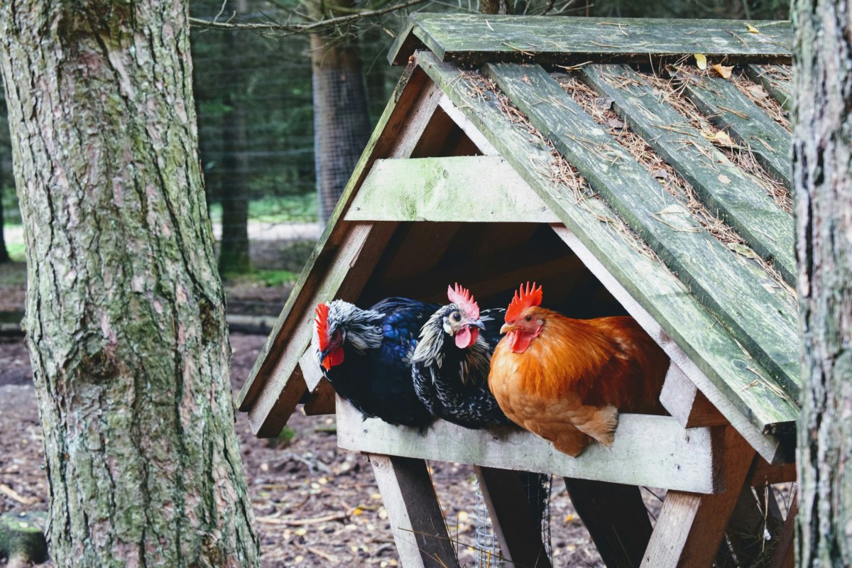 100+ Chicken Coop Name Ideas: Cute, Funny, and More - HubPages