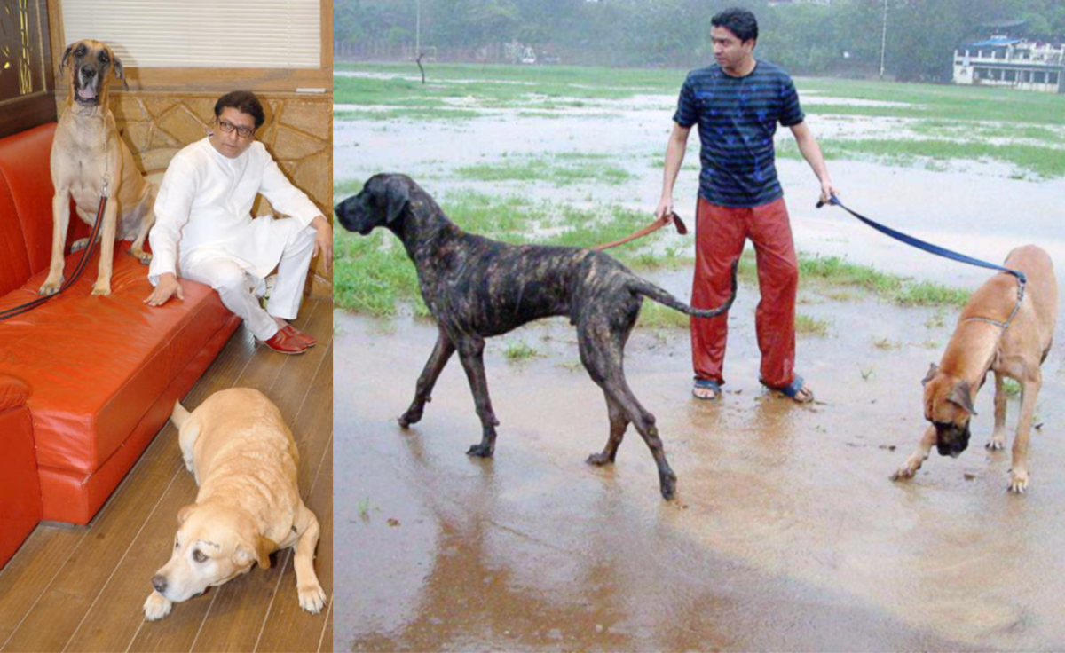 21 Most Popular Indian Leaders And Their Adorable Dogs - HubPages