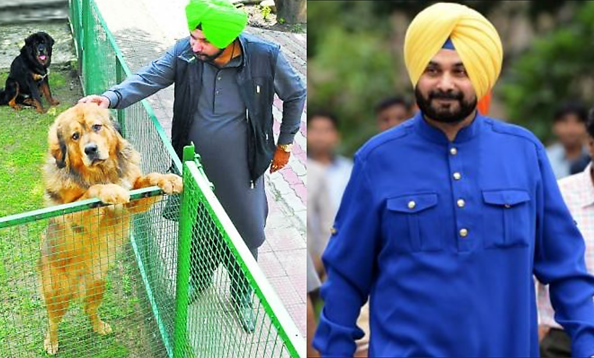 21 Most Popular Indian Leaders And Their Adorable Dogs - HubPages