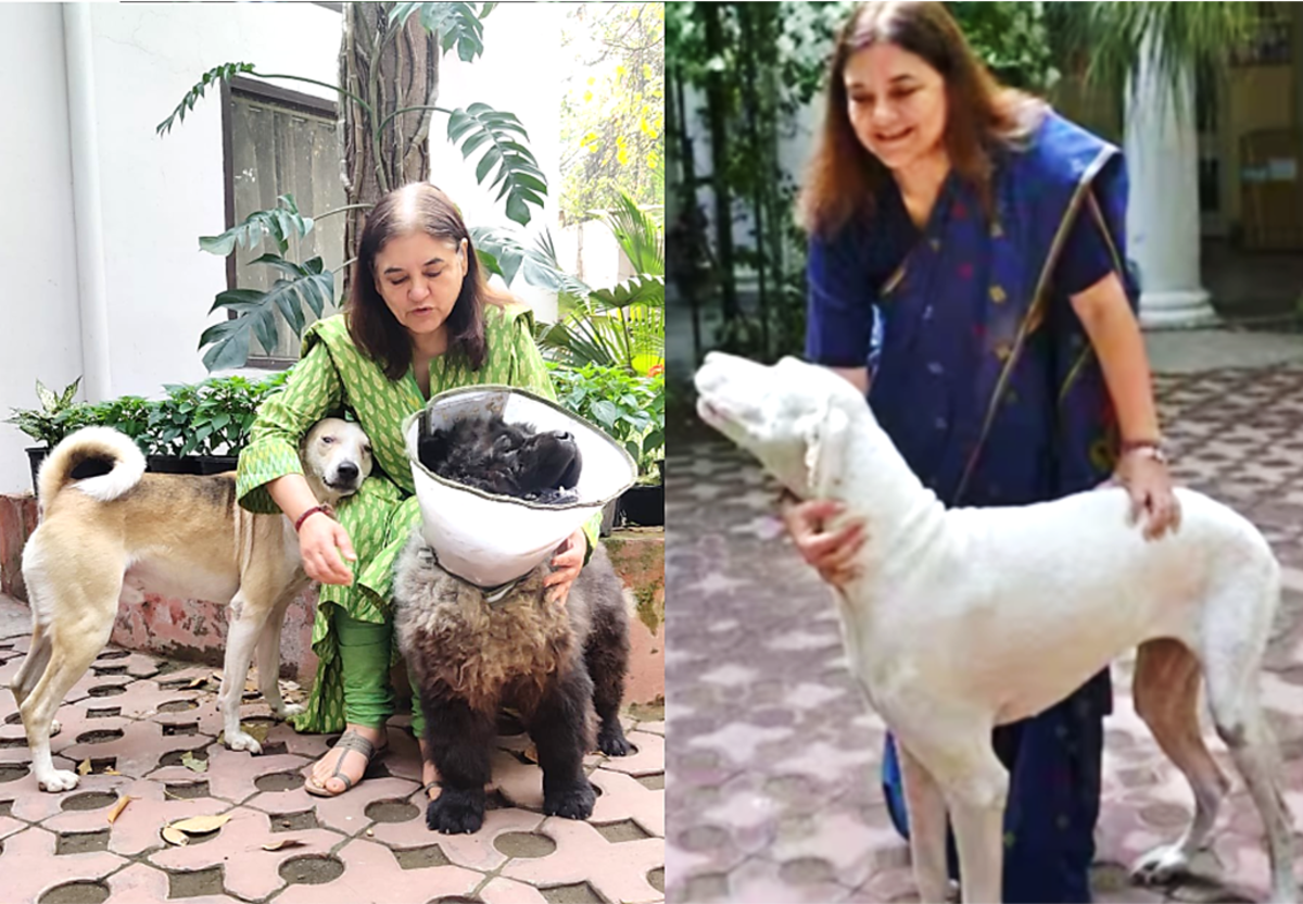 21 Most Popular Indian Leaders And Their Adorable Dogs - HubPages