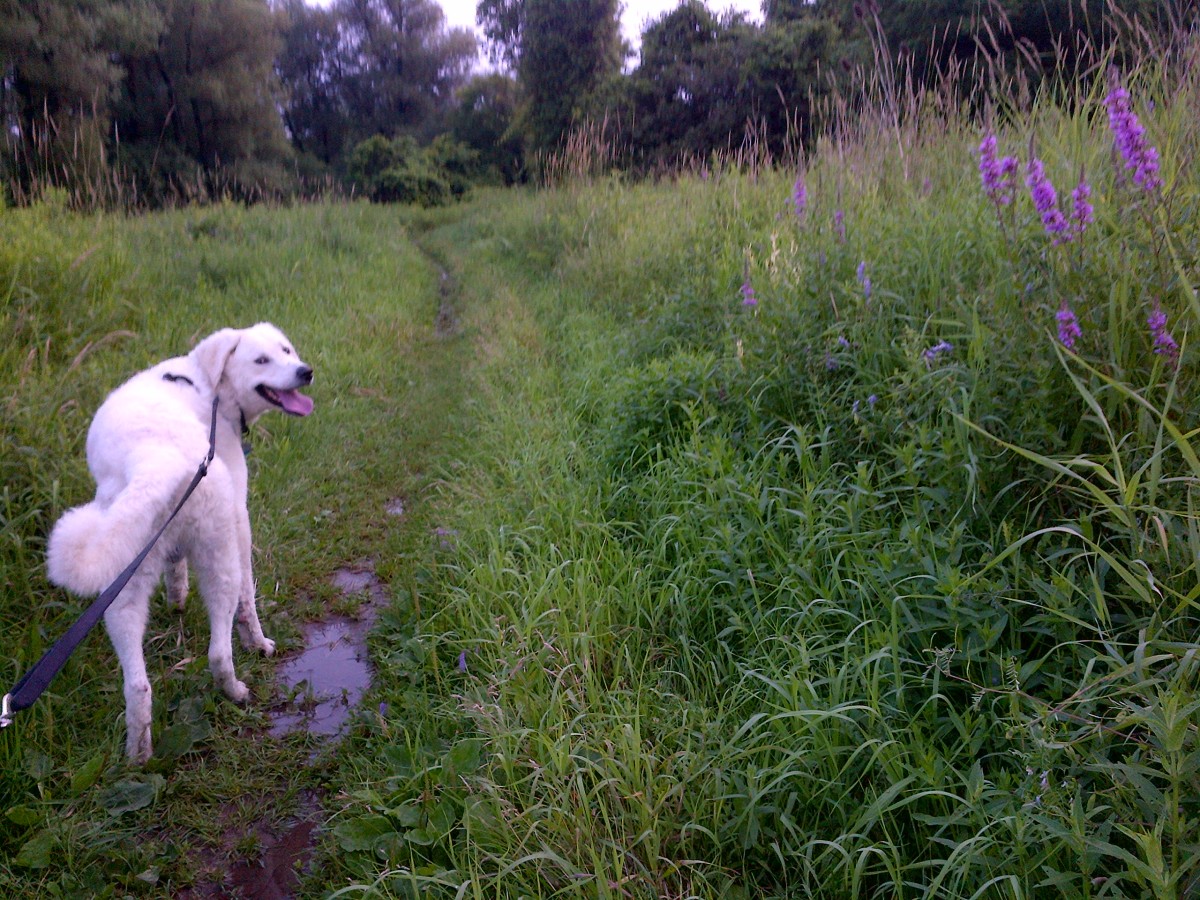 Observing summer wildflowers of Southern Ontario, Western NY and ...