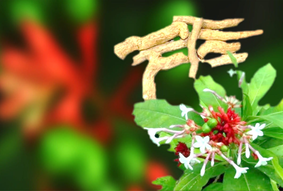 15 Best Snake Repellent Plants - HubPages