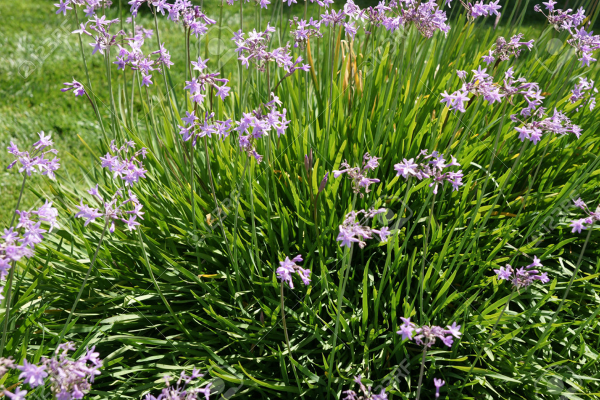 15 Best Snake Repellent Plants - HubPages