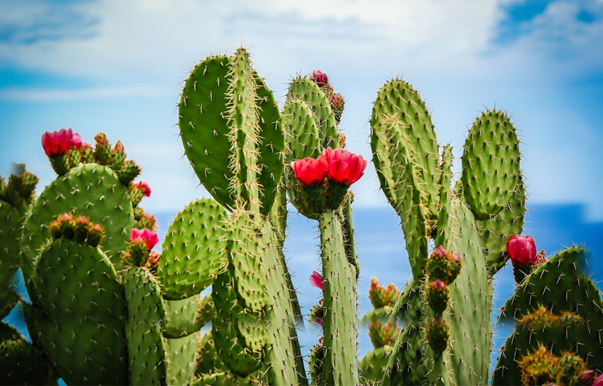 15 Best Snake Repellent Plants - HubPages