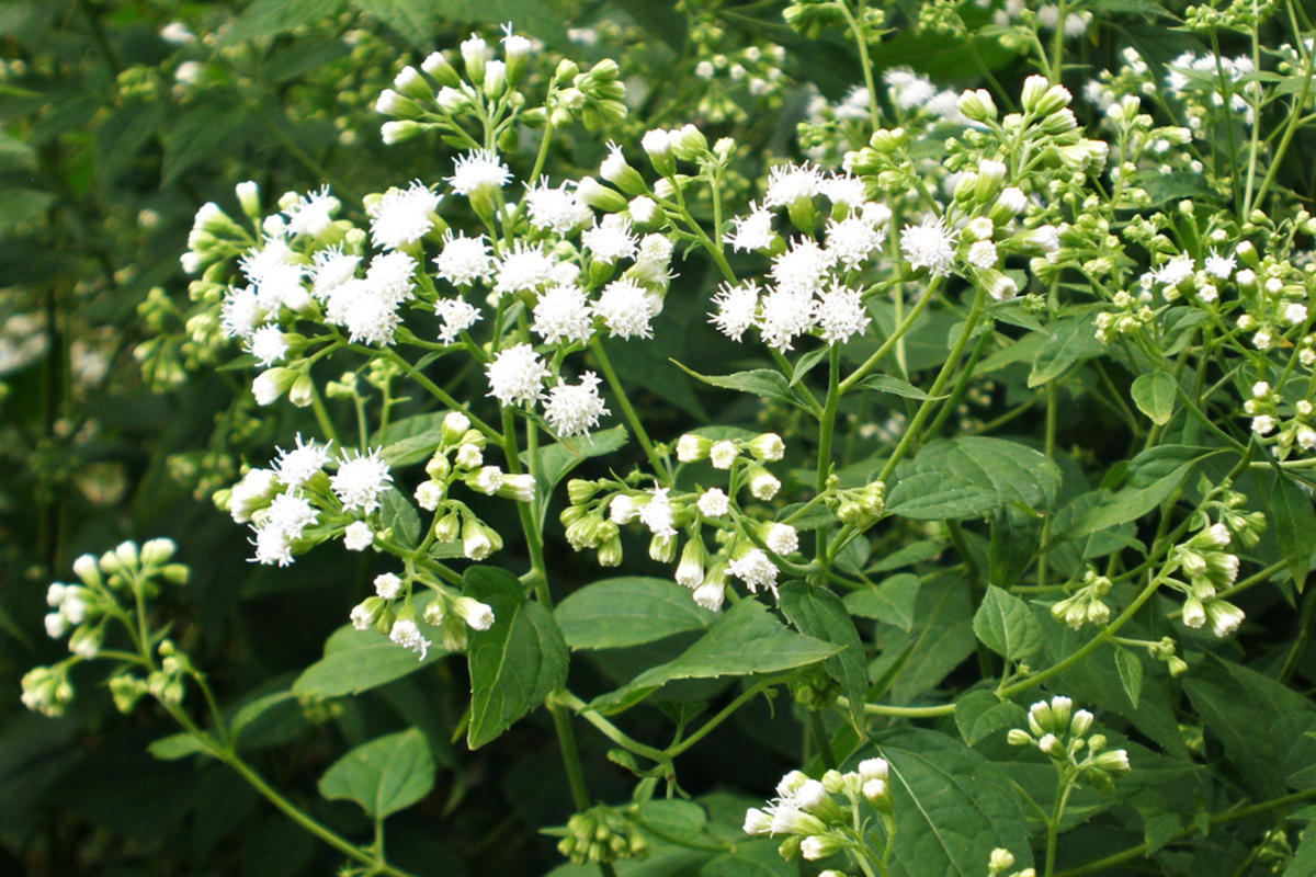 15 Best Snake Repellent Plants - HubPages