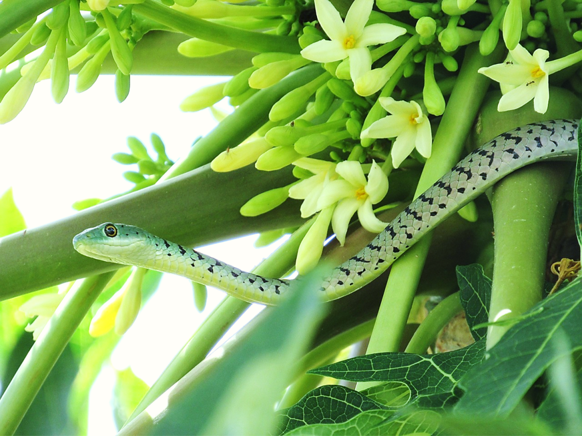 11 Plants That Attract Snakes - Dengarden