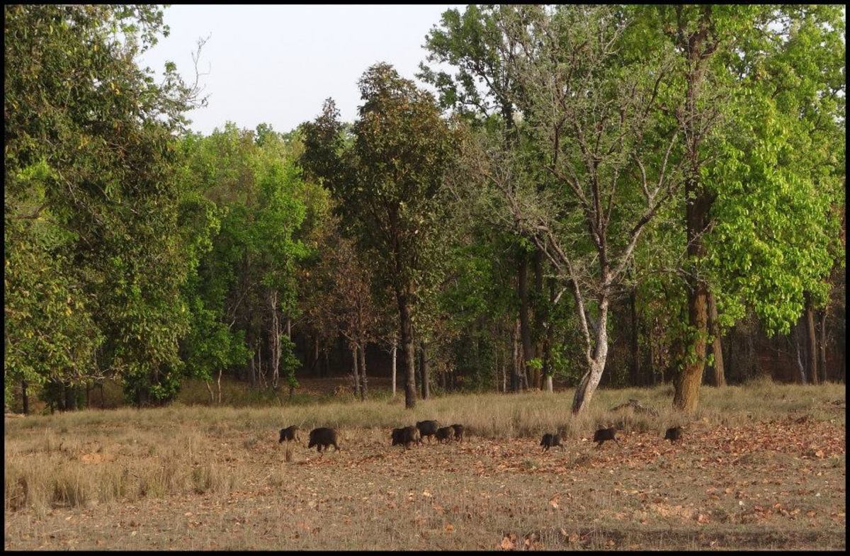 Panna National Park a Survival Story - HubPages