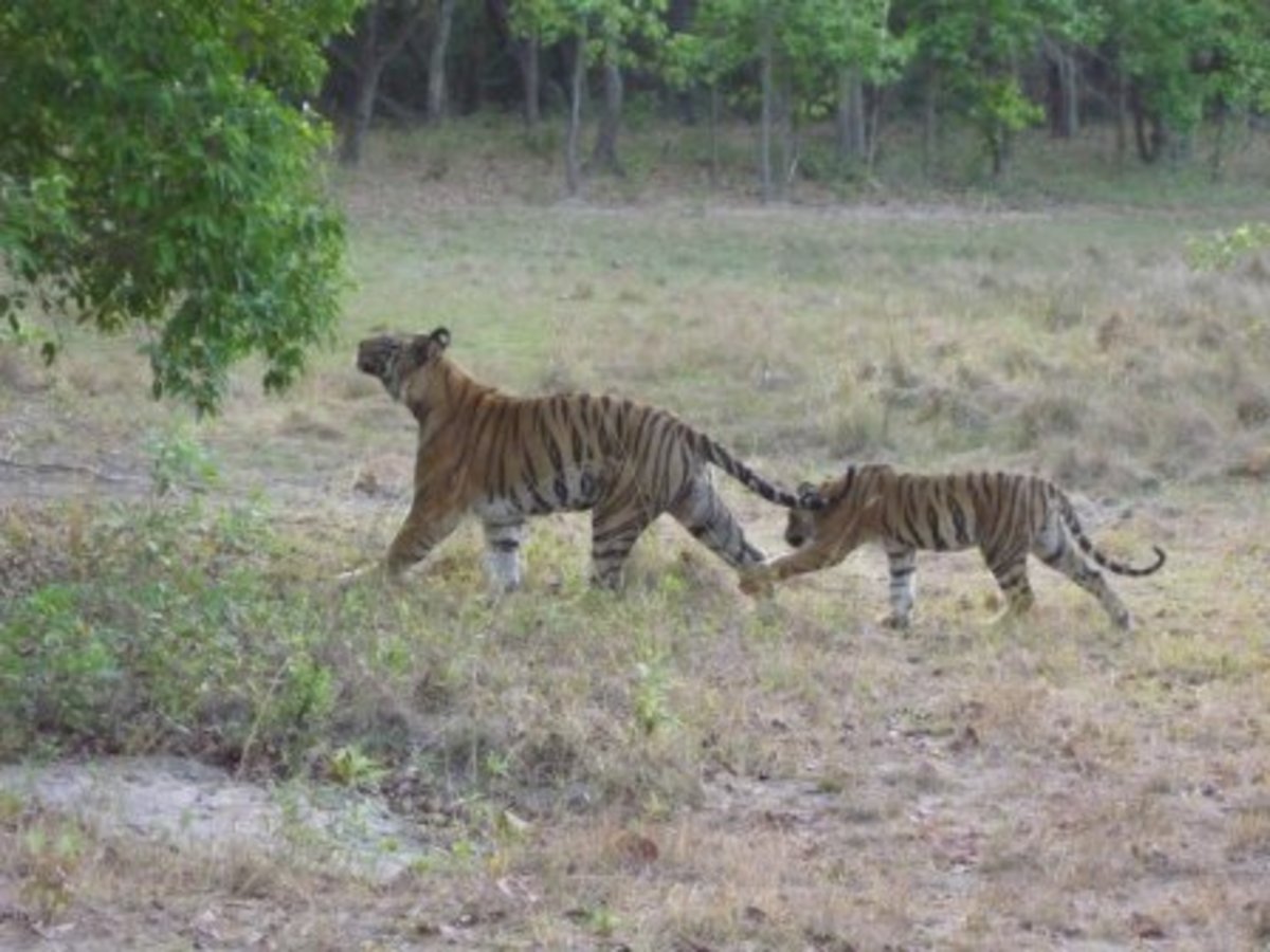 Panna National Park a Survival Story - HubPages
