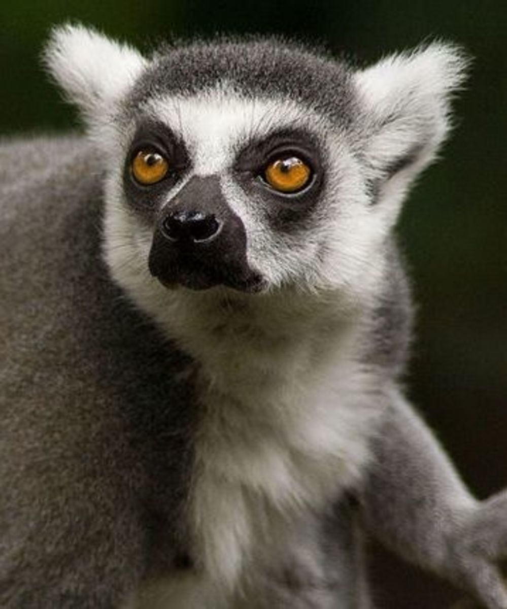 Top Ten Zoos of the United States - HubPages