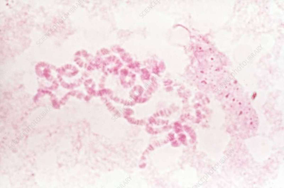 Heredity: How Traits Pass Through Generations - HubPages