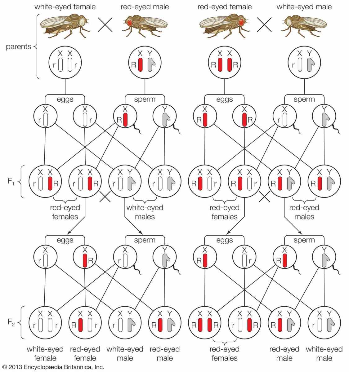 Heredity: How Traits Pass Through Generations - HubPages